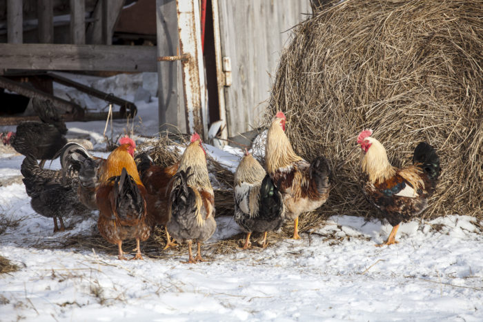 How Cold is Too Cold for Chickens in Winter? — Chickens in a Minute ...